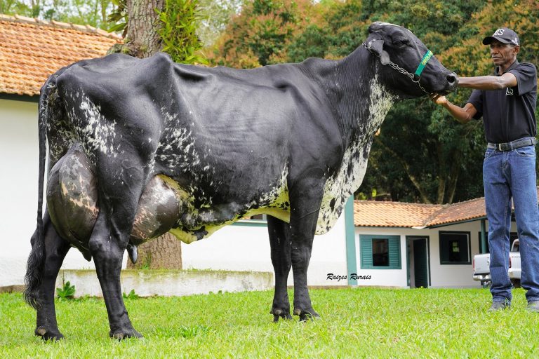 Vaca da raça Girolando bate recorde mundial de produção de leite ...