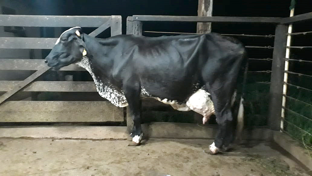 Vaca girolando produz 100 mil quilos de leite em oito lactações ...