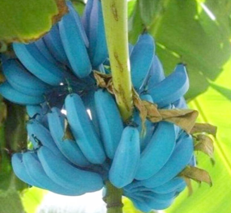 Banana azul: ela existe ou é uma invenção? - Revista Negócio Rural