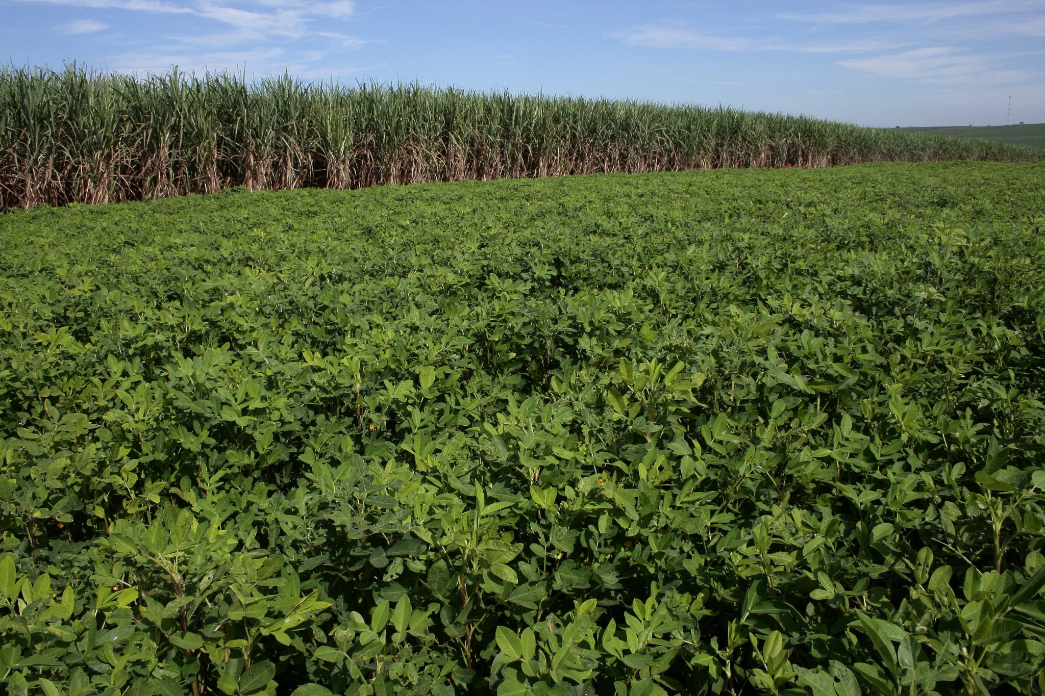 Levantamento aponta bom desenvolvimento de lavouras brasileiras ...