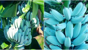 Banana azul: ela existe ou é uma invenção? - Revista Negócio Rural