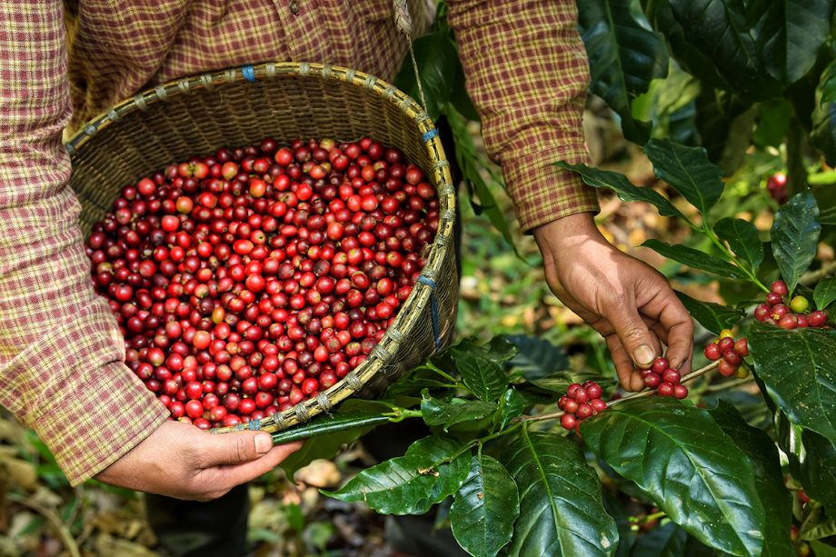 Você sabe a hora certa de colher o café? - Revista Negócio Rural