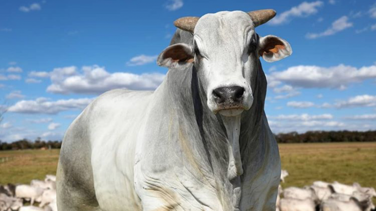 Nelore cria Selo de Certificação Nelore Brasil - Revista Negócio Rural