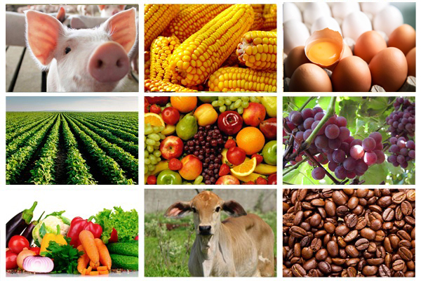 Lojas agropecuárias mais próximas do agricultor durante a pandemia ...