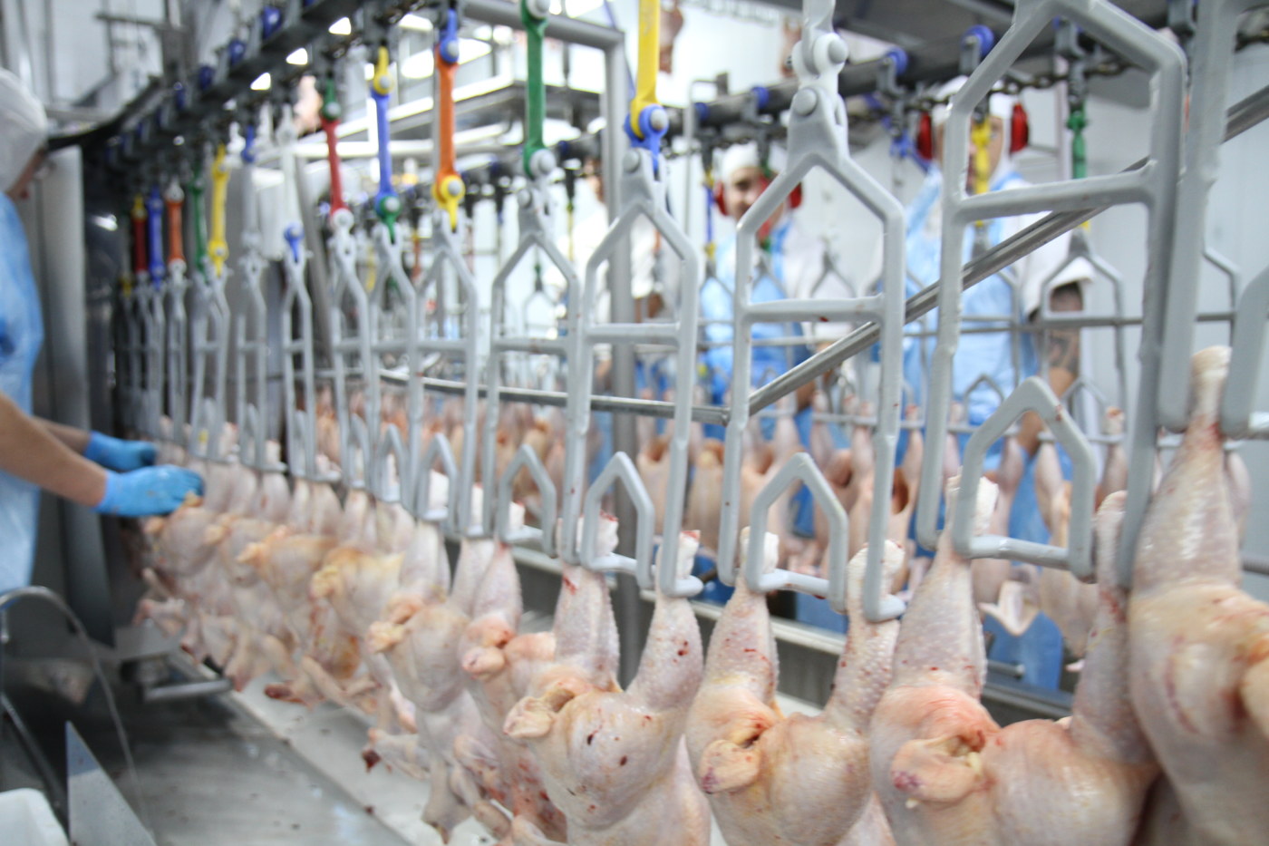 Países árabes importam quase 1 milhão de toneladas de frango halal do ...