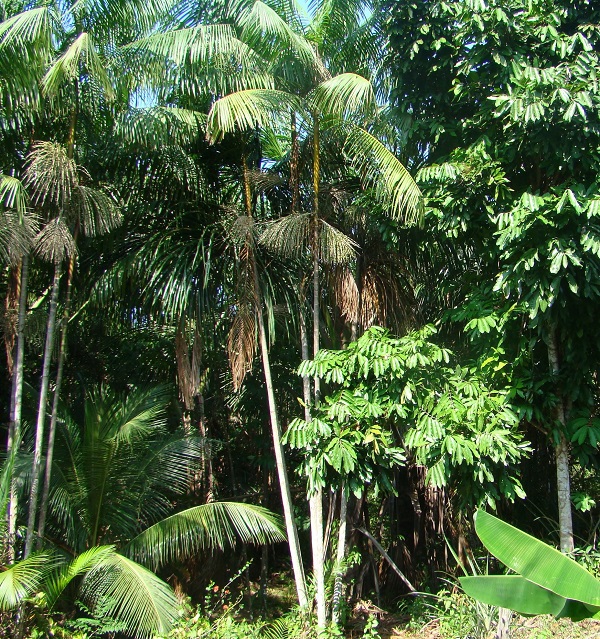 Parceria entre Embrapa e Eneva prevê implantação de projeto ...