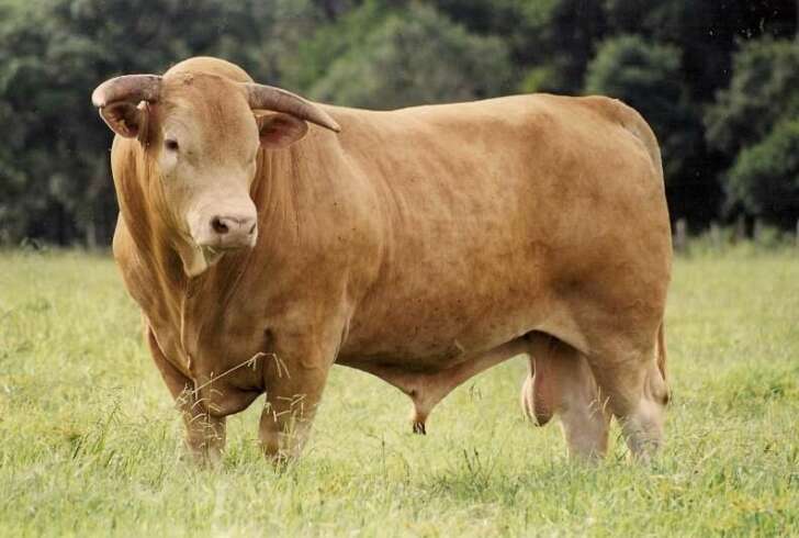 A raça Caracu prossegue na sua saga de melhorar geneticamente o rebanho ...