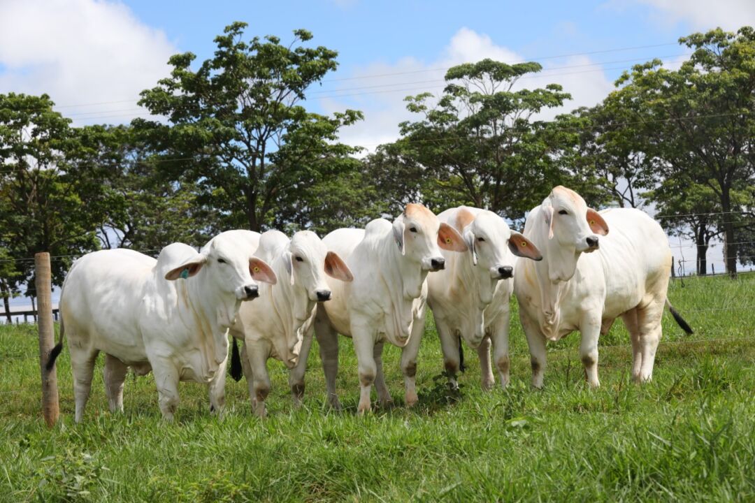Brasil exportará animais Brahman para o Camboja - Revista Negócio Rural