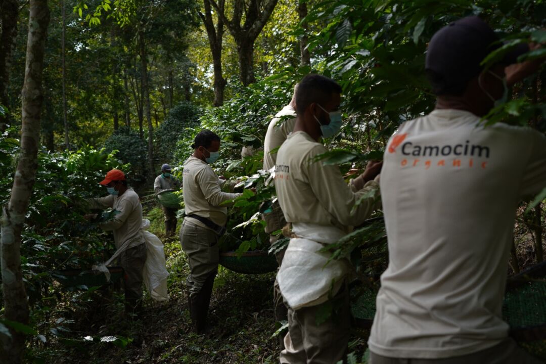 Agricultura regenerativa: uma nova era da cafeicultura brasileira - Revista Negócio Rural