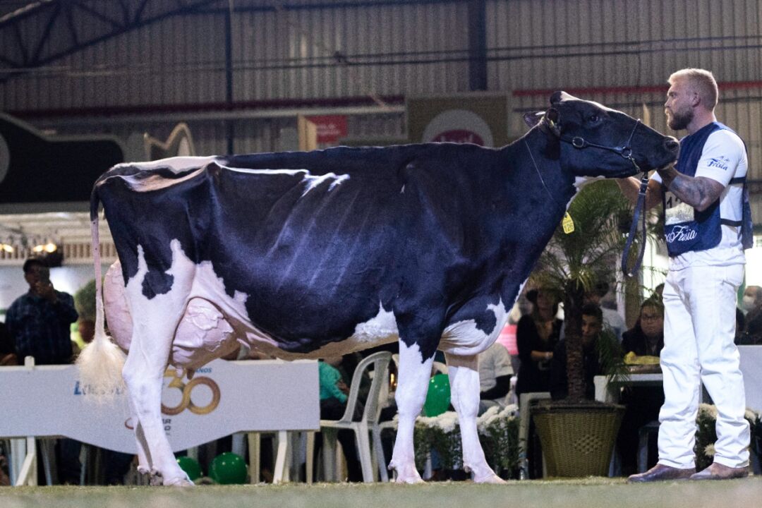 Seis vacas holandesas concorrem ao título de melhor do Brasil - Revista ...