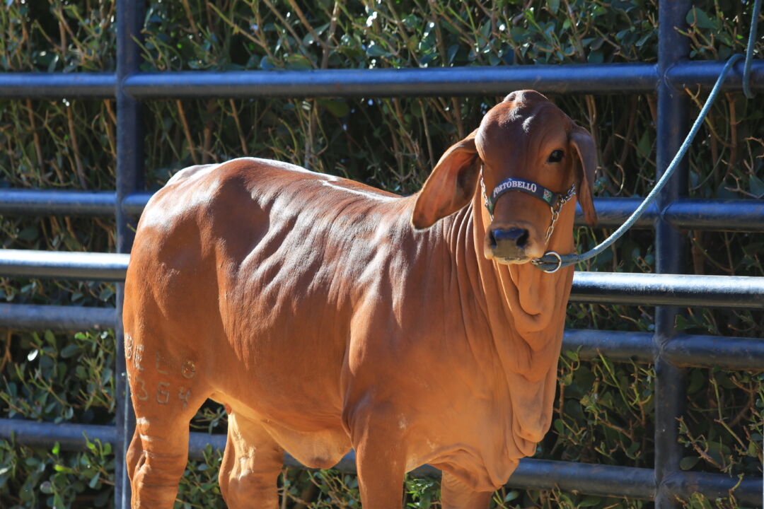 Maior feira de gado zebuíno do mundo terá foco em carbono neutro - Revista Negócio Rural
