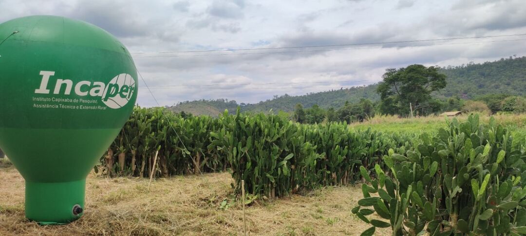 Palma-forrageira é apresentada como opção vantajosa para alimentação de ...