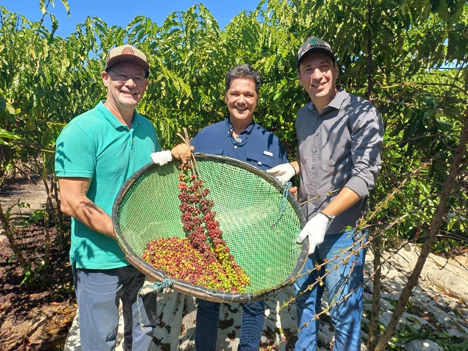 Chegou a hora de colher o café conilon no Espírito Santo - Revista ...