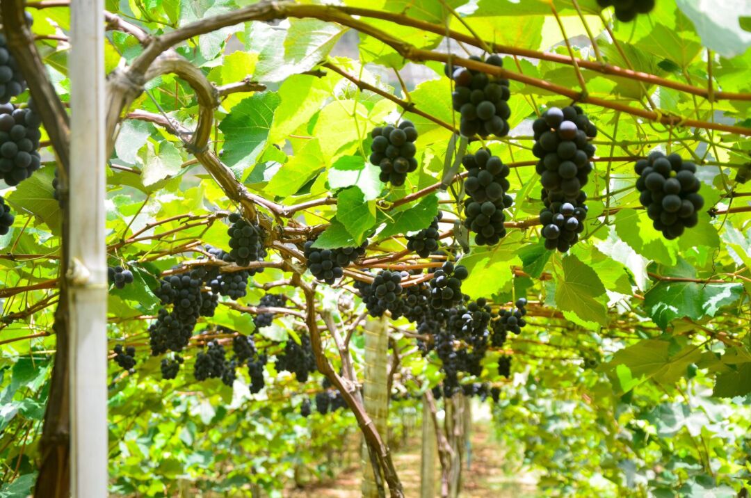 Aberta a temporada de colheita da uva em Linhares - Revista Negócio Rural