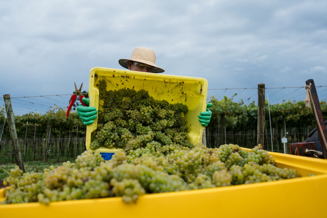 Cooperativa de vinho prevê colher mais de 70 milhões de quilos de uva ...