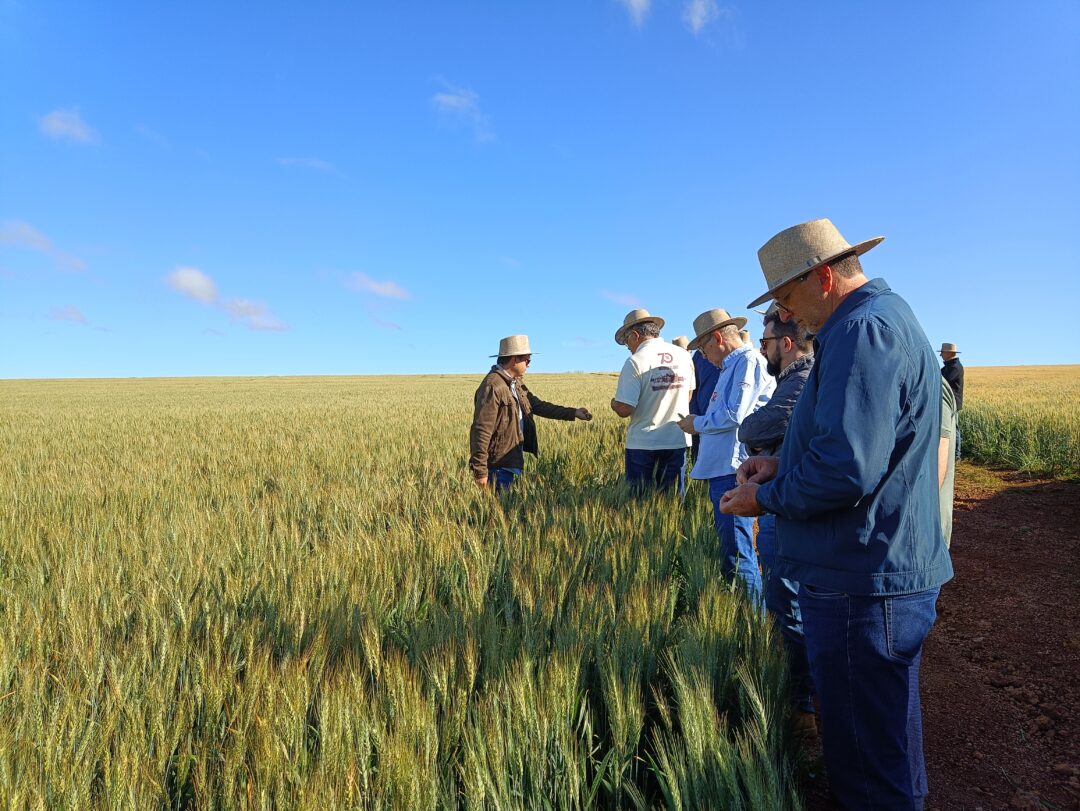 Cerrado é a nova promessa para a ampliação da produção de trigo ...
