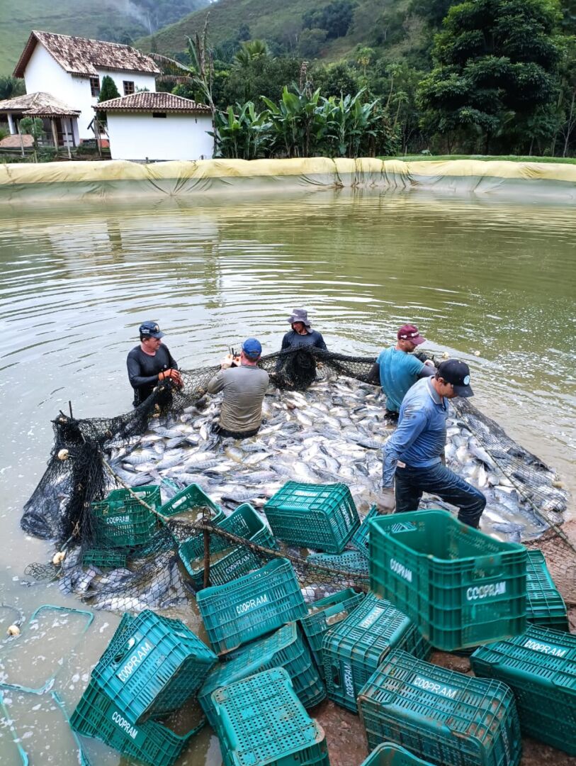 Tilápia das montanhas capixabas chega a R$ 19,90 em peixarias da Grande ...